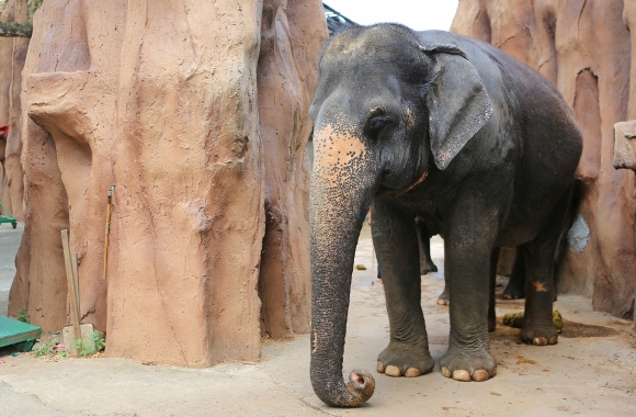 Need for Early “End-of-Life” Care for Elephants in Zoos Emphasizes the ...