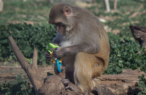Primate Sanctuary - Born Free USA