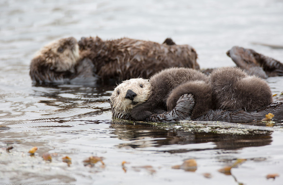 The Endangered Species Act at 45: Celebrating Its Successes and ...