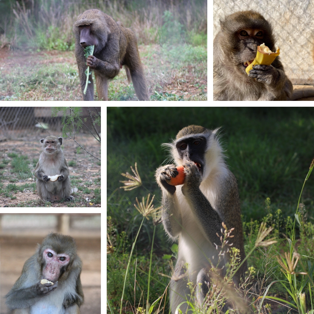 Feed a Rescued Monkey! | Born Free USA