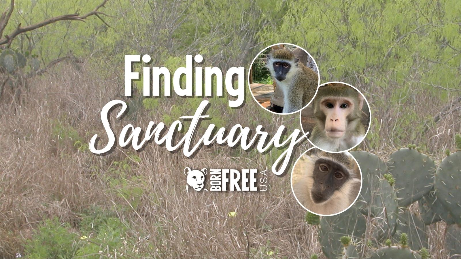 Finding Sanctuary | Born Free USA