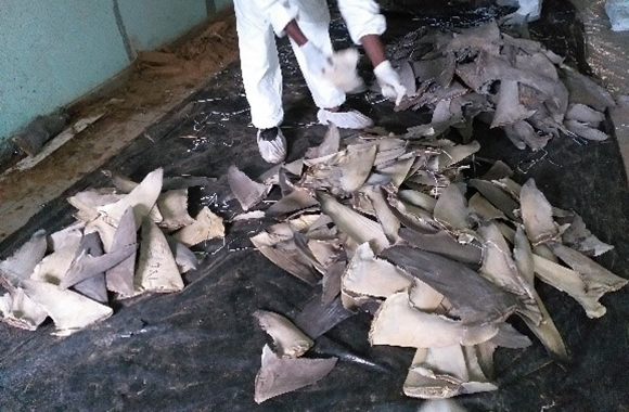 A Victory against Wildlife Trafficking: Large Seizures of Shark Fins at ...