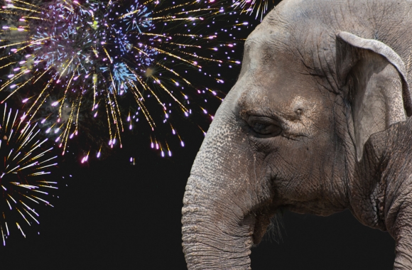 Independence Day Firework Shows at Zoos Show that Profits Trump Animal ...