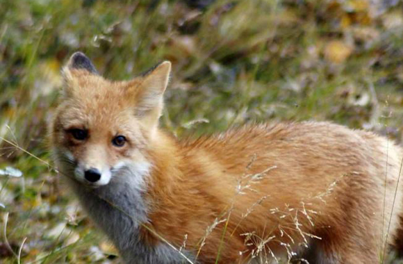 Victory for Foxes in Virginia | Born Free USA