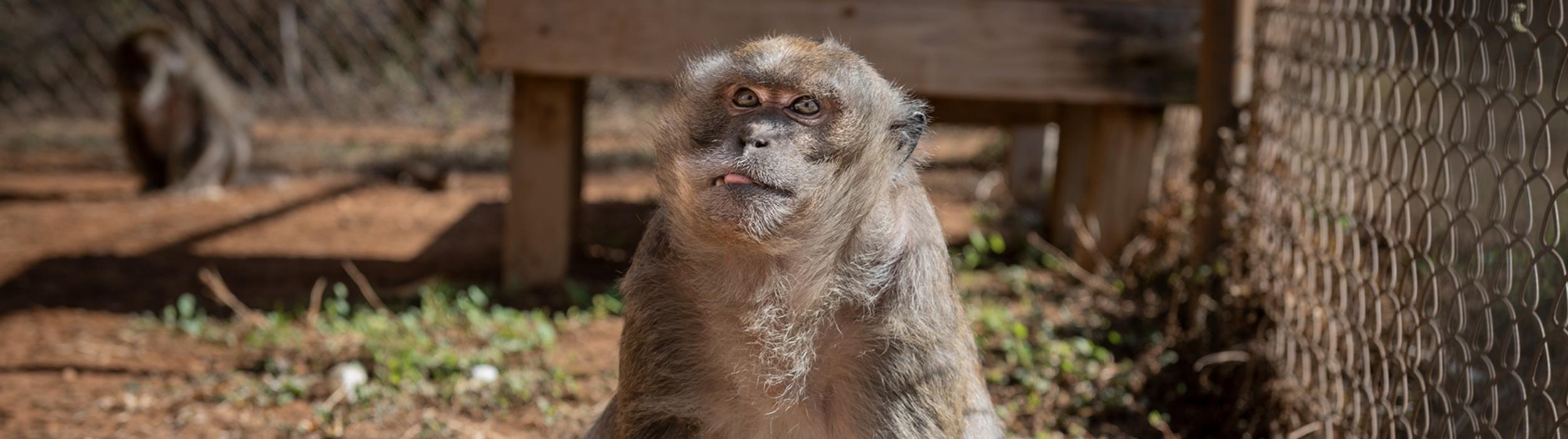 Finding Sanctuary: Life after the Primate Pet Trade | Born Free USA