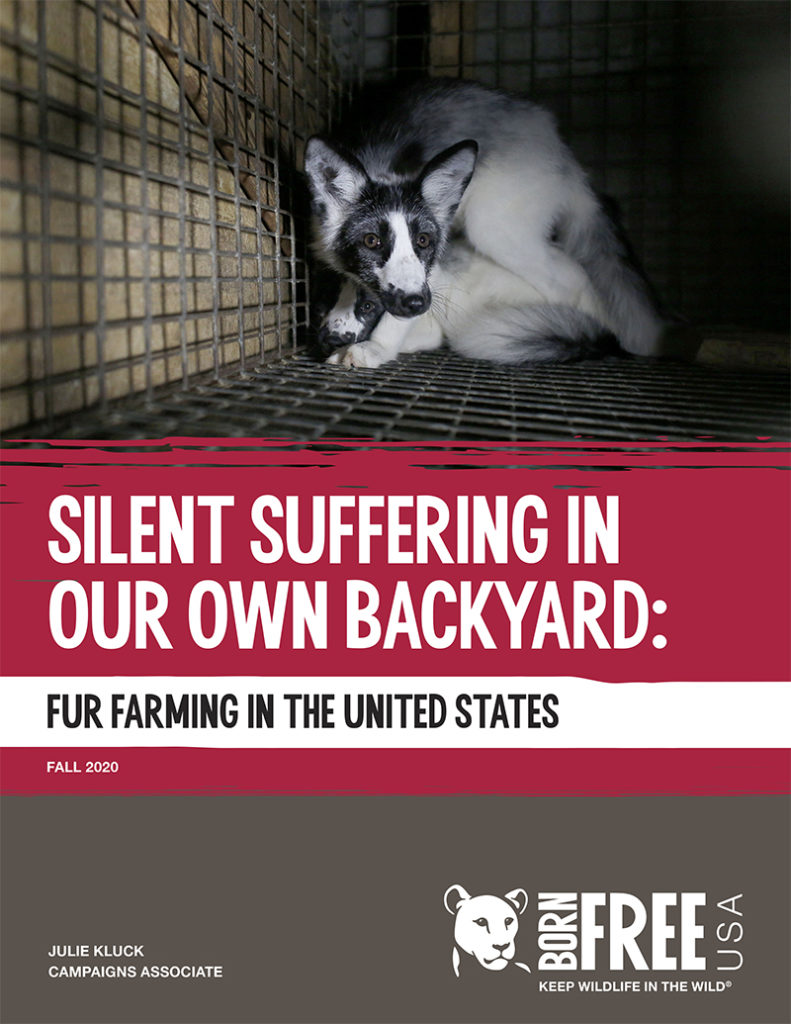 Silent Suffering in Our Own Backyard: Fur Farming in the United States ...