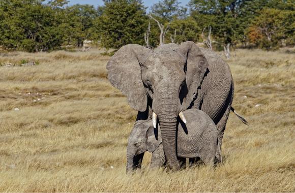 Proposals to Curb Elephant Trade Welcomed but Must Go Further | Born ...