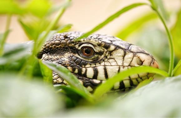 Georgia’s New Exotic Pet Restrictions: A Step in the Right Direction ...