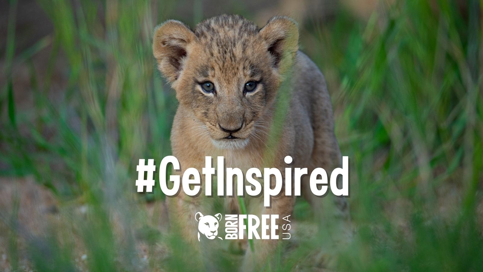 Celebrating 20 Years of Protecting Wildlife! | Born Free USA