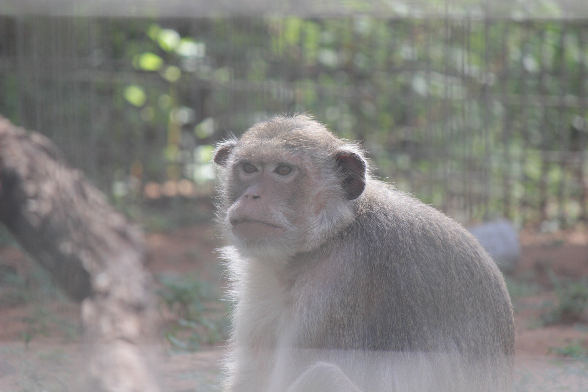 Gizmo the Monkey | Born Free USA Primate Sanctuary
