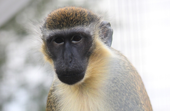 The Story of Gizmo the Vervet, Former “Pet” and Current Sanctuary ...