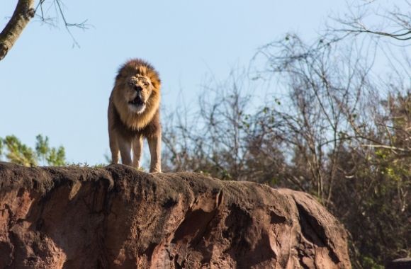 Born Free Foundation and Born Free USA Call on World Leaders to ...