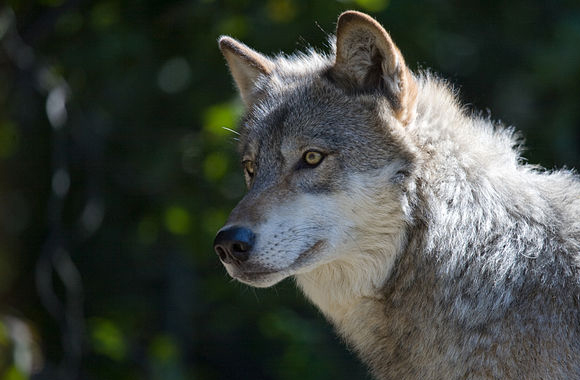 Victory for Great Lakes Wolves | Born Free USA