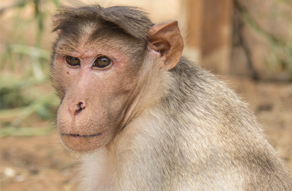 A Special Note from Grinch the Monkey... | Born Free USA