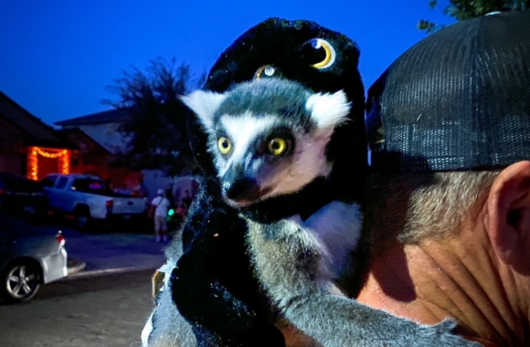 Primates as Pets: An Unwelcome Halloween Scare | Born Free USA
