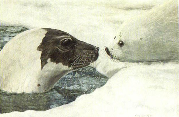 Harp Seal Pup Hunting