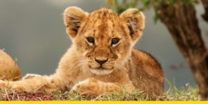 Born Free USA | Animal Advocacy & Wildlife Nonprofit