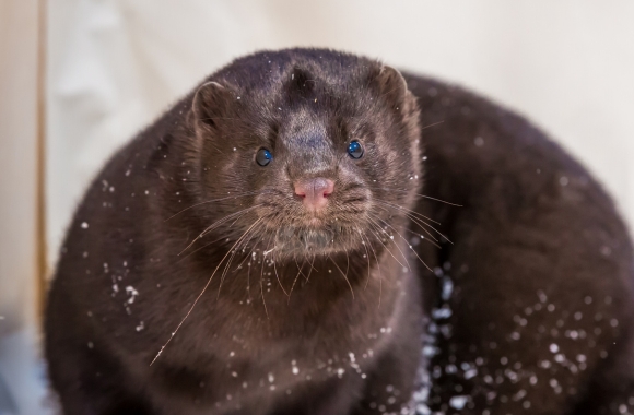 Born Free USA Applauds the Introduction of Bill to End Mink Farming in ...