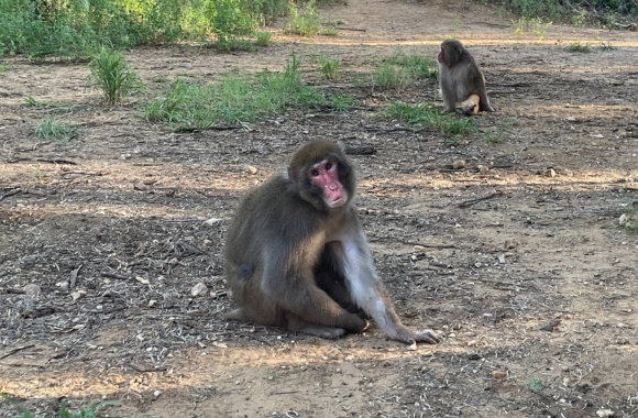 Julian the Japanese Macaque: From Solitary Confinement to Social ...