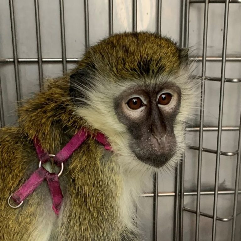 Finding Sanctuary | Born Free USA