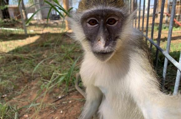 The Story of Willis the Monkey on Lady Freethinker | Born Free USA