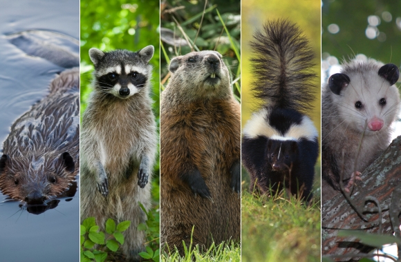 The Little Five: Ecological Engineers that Have a Big Impact | Born ...