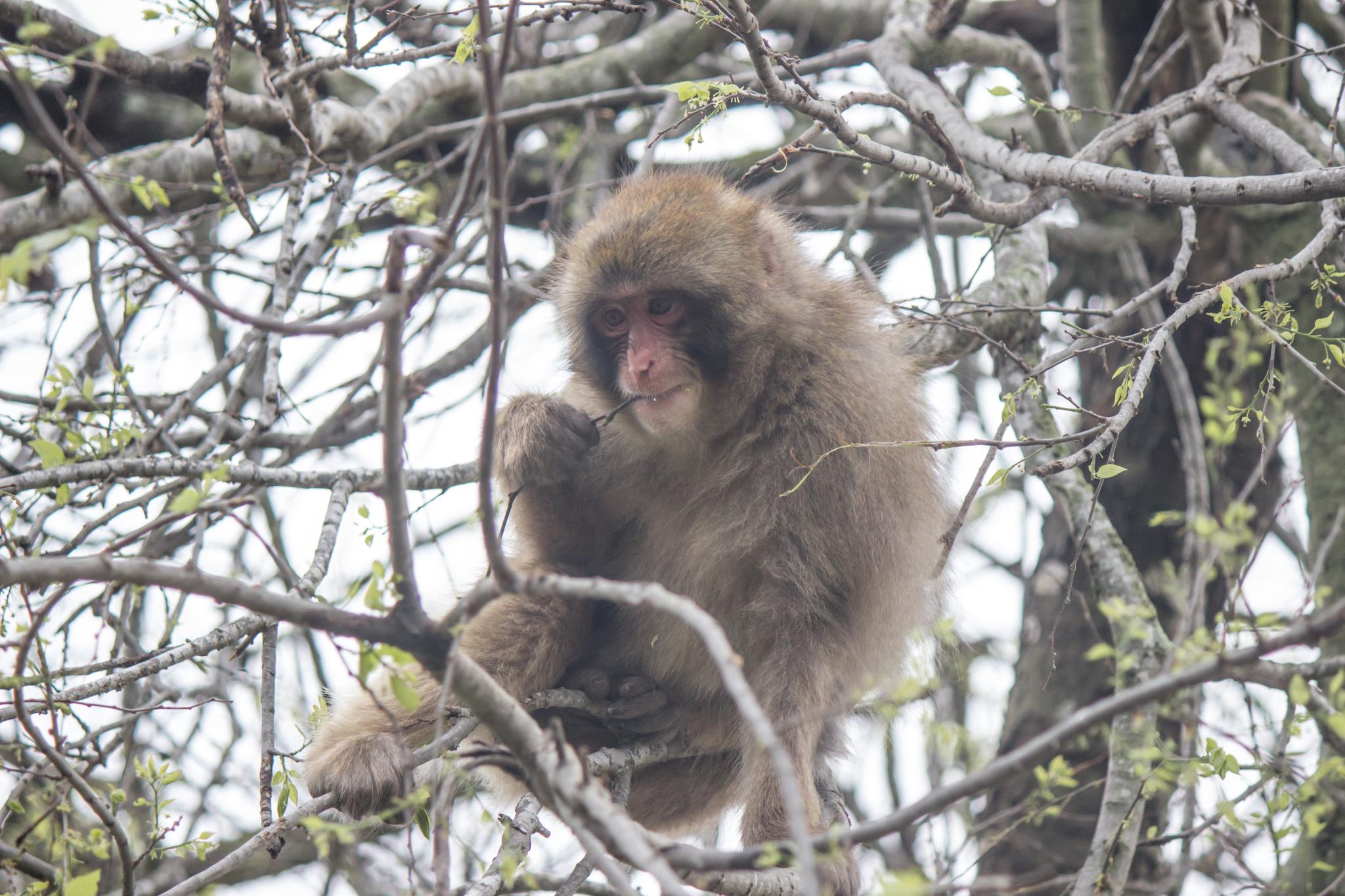 Our History | Born Free USA