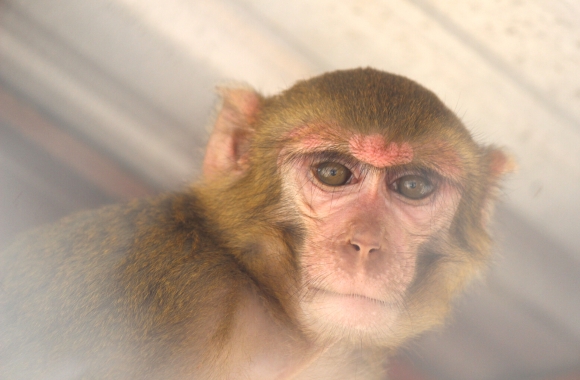 Round Rock Rhesus Monkey Named Lyla Rescued by Born Free USA | Born ...