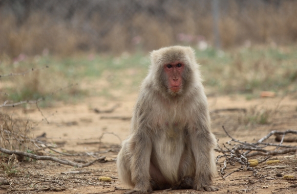 Celebrating the Diversity of Macaques: The Primates Unfairly Deemed ...