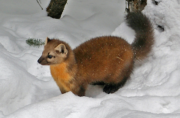 The Forbidden Document and the Canadian Fur Mythology | Born Free USA