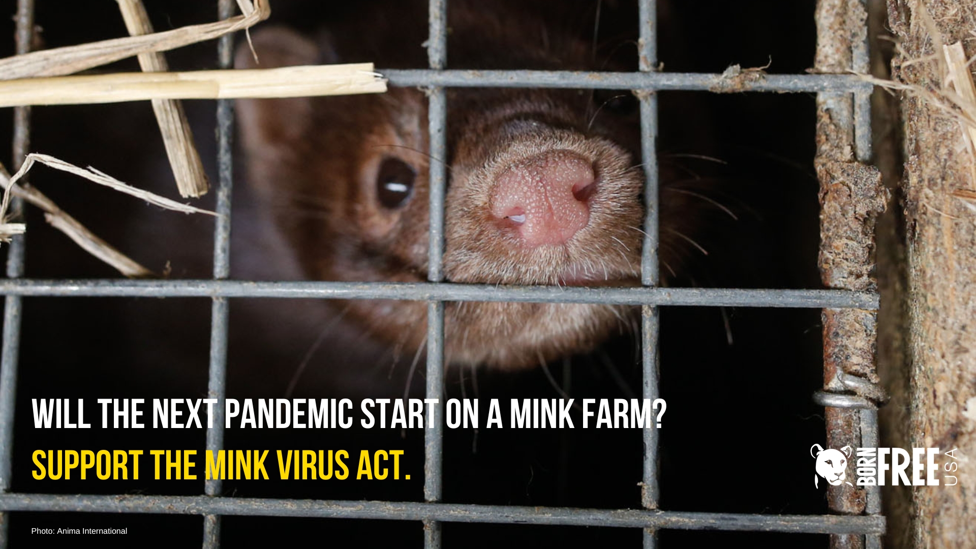 Urge Your Representative to Co-sponsor the Mink VIRUS Act!