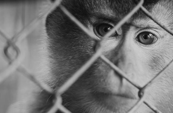 Born Free USA | Animal Advocacy & Wildlife Nonprofit