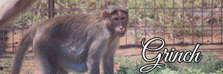 Adopt a Monkey! - Born Free USA