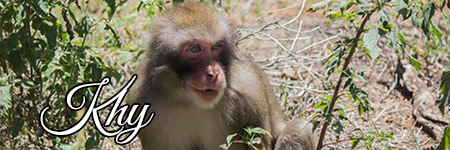 Adopt a Monkey! - Born Free USA