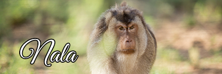 Adopt a Monkey! - Born Free USA