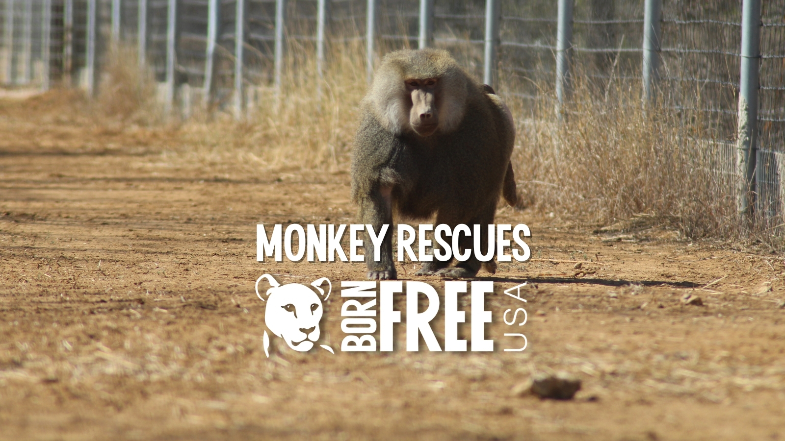 Recent Monkey Rescues | Born Free USA