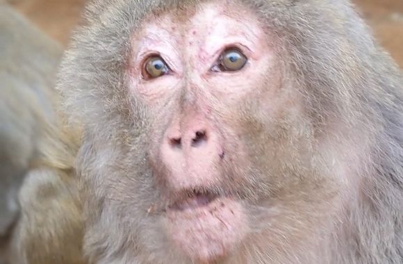 Monkey Moves at the Primate Sanctuary | Born Free USA