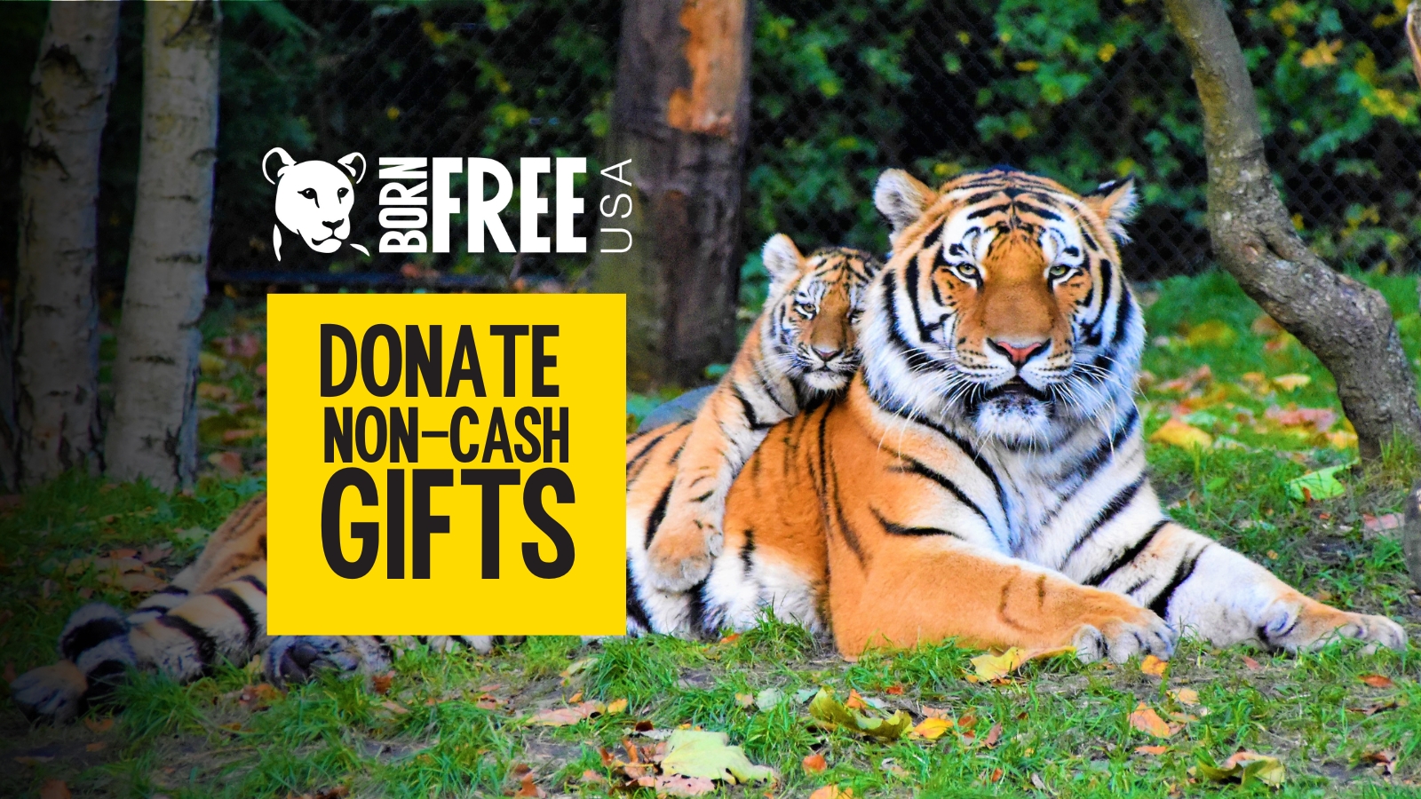 Donate Non-Cash Gifts | Born Free USA