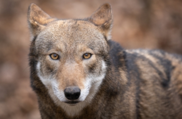 North American Wolves Lose Protection and Recovery Efforts Are ...