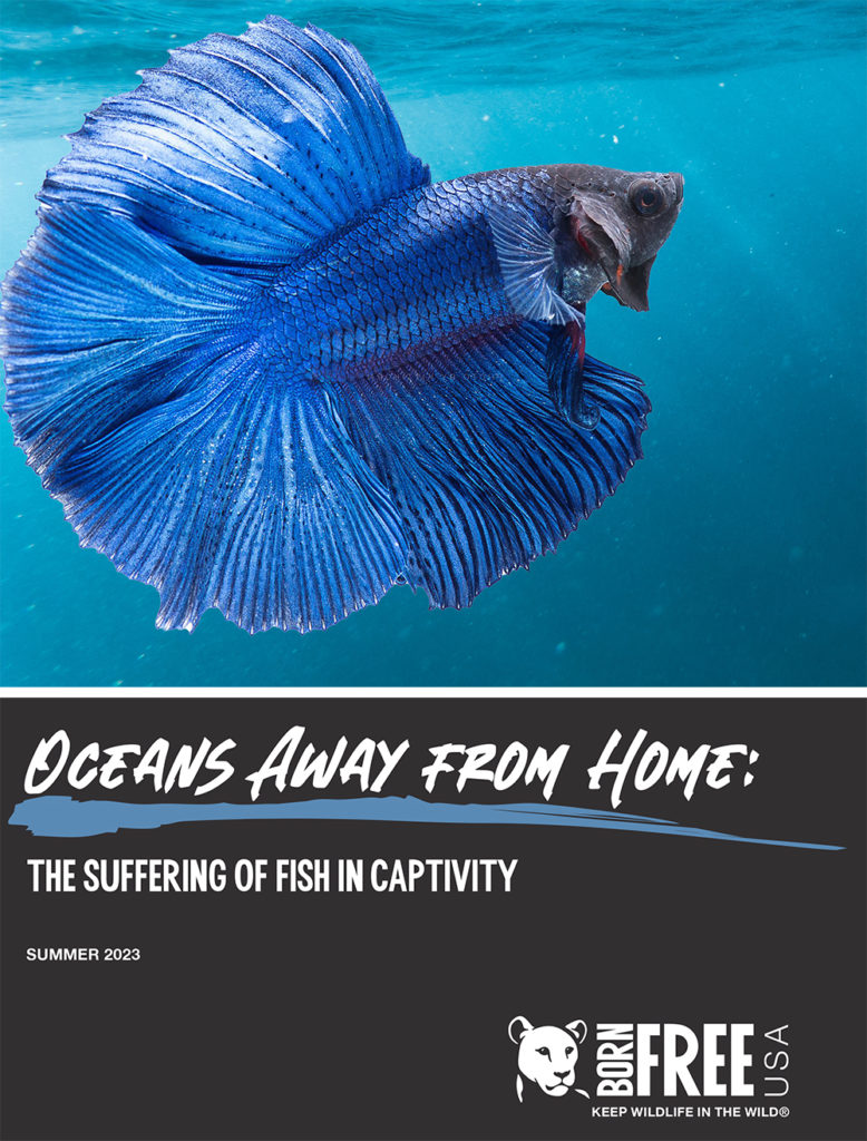 Oceans Away from Home: The Suffering of Fish in Captivity (2023) | Born Free USA