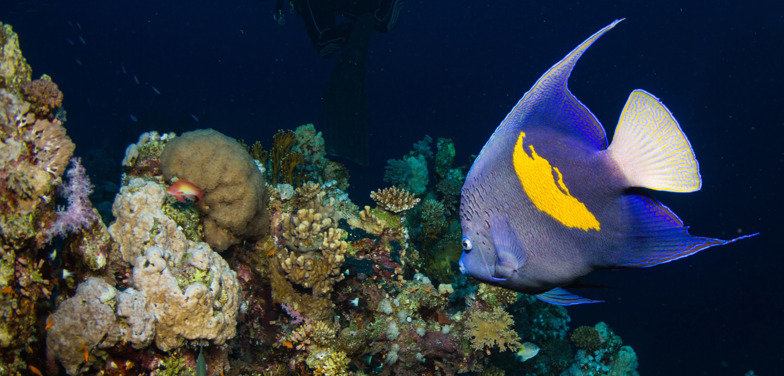 Oceans Away from Home: The Suffering of Fish in Captivity (2023) | Born ...