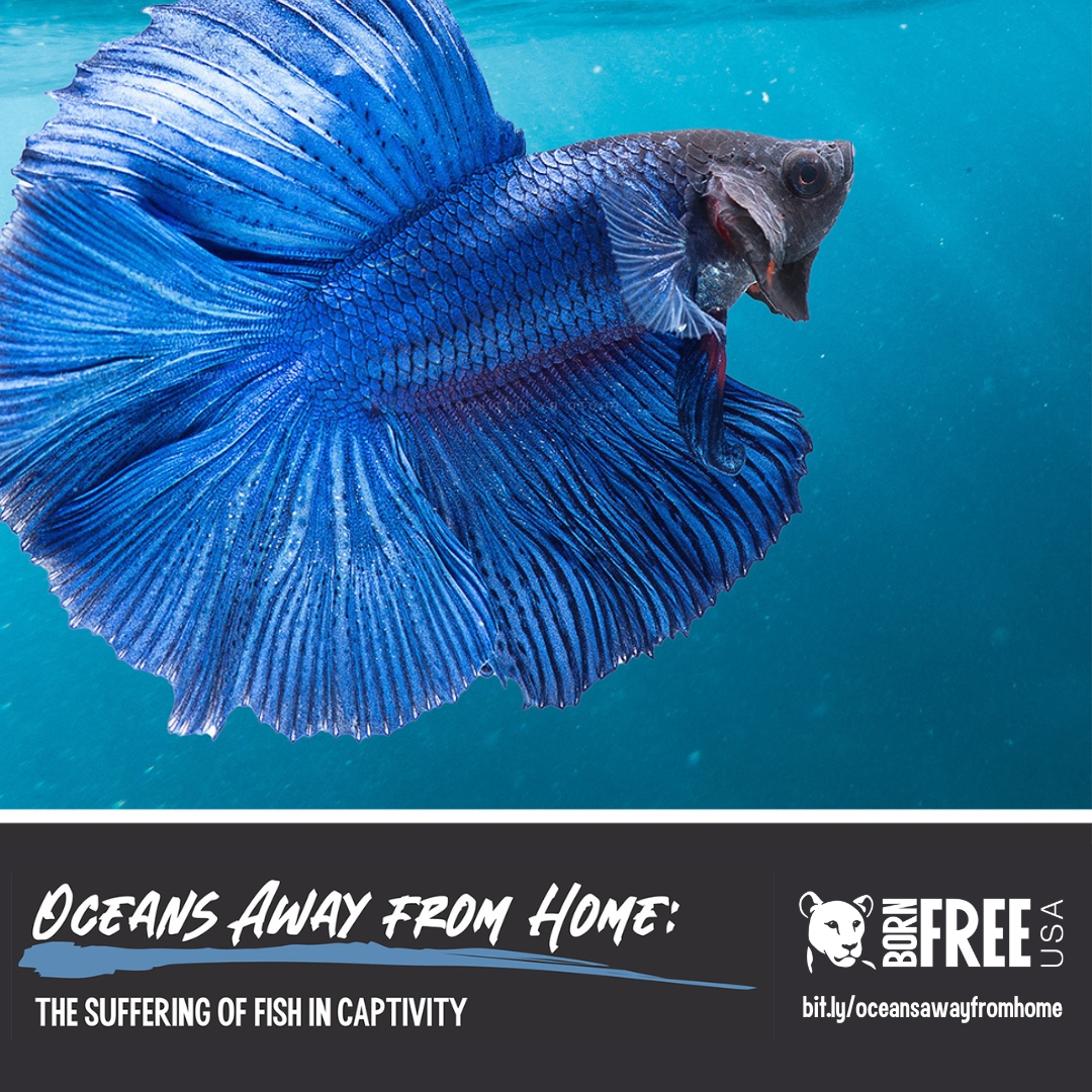 Oceans Away from Home: The Suffering of Fish in Captivity (2023) | Born Free USA