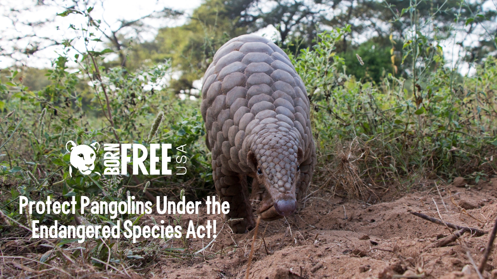 Protect Pangolins Under the Endangered Species Act! | Born Free USA