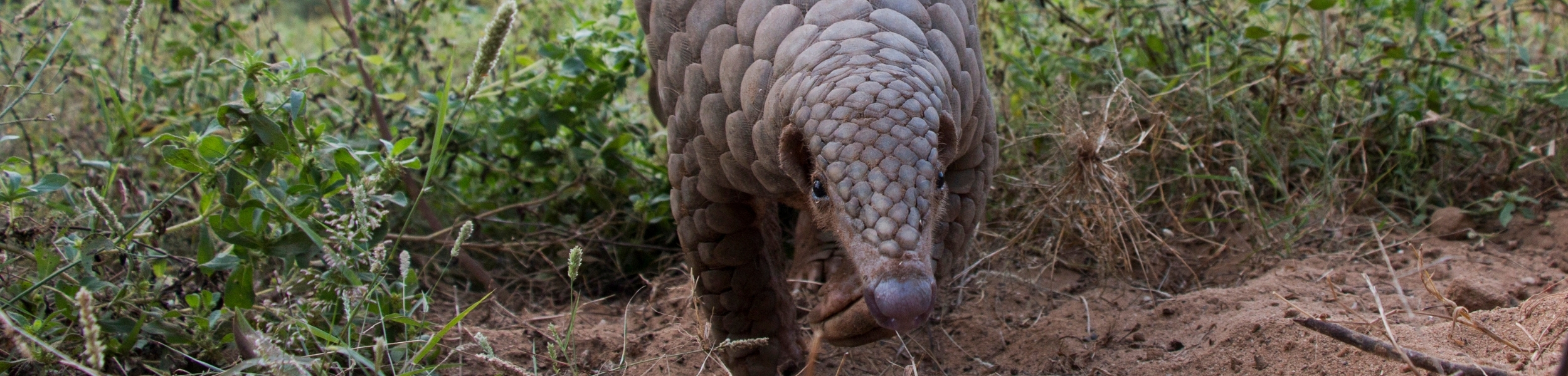 Protect Pangolins Under the Endangered Species Act! | Born Free USA