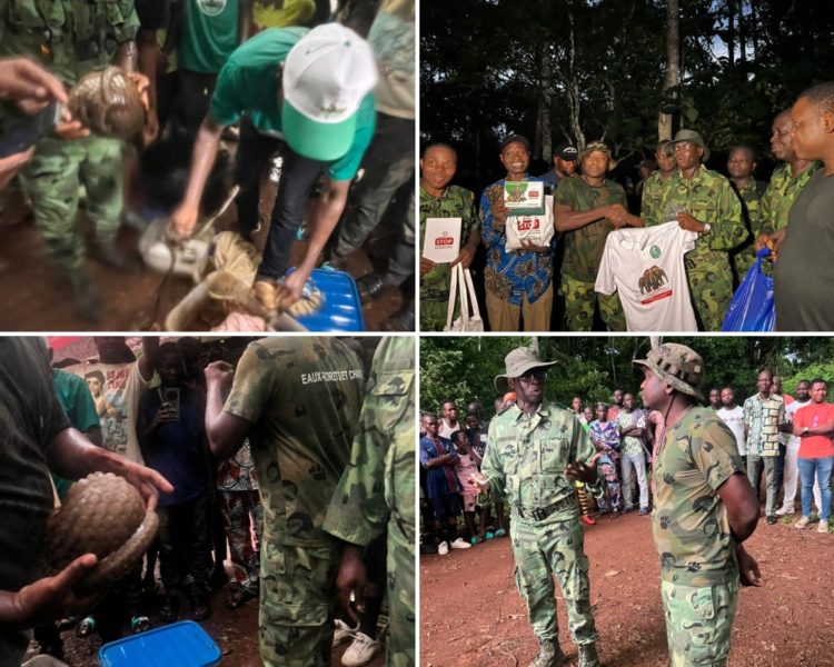 Rescued Pangolin Released in Benin (along with 850 Other Animals ...