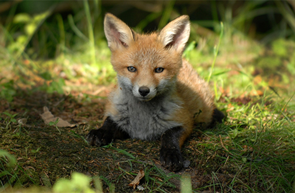 The Prada Group Announces Fur Free Policy and Joins the International ...