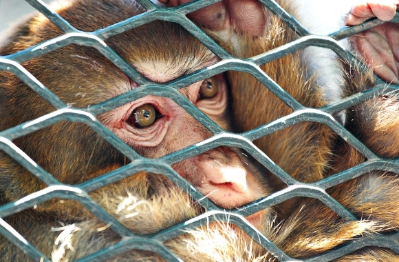 Captive Primates: Dangerous, Yet Legal in Many Parts of the U.S. | Born ...