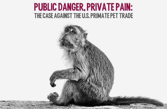 New Report Brings Together Experts to Call for Immediate Ban on Pet ...