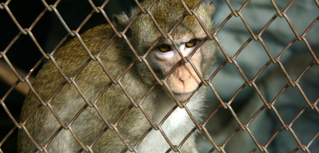 Public Danger, Private Pain: The Case against the U.S. Primate Pet ...