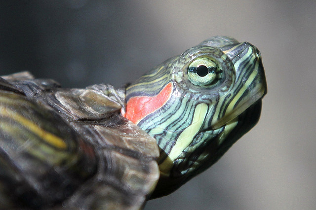 The Dangers of Keeping Exotic Pets | Born Free USA
